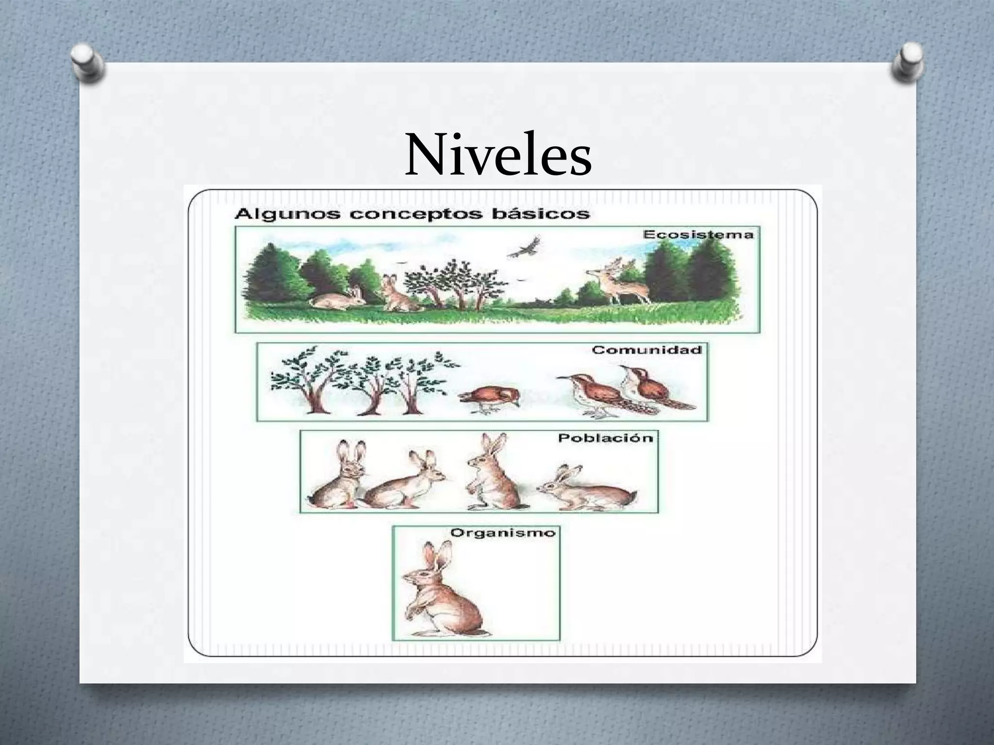 4. los biomas y los ecosistemas | PPTX