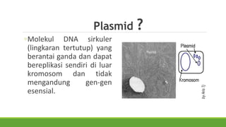 Genetika Mikroba | PPTX