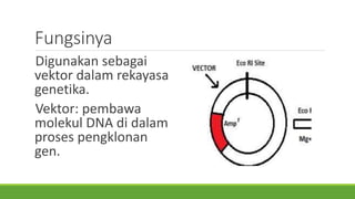 Genetika Mikroba | PPTX