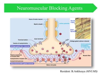 Neuromuscular Blocking Agents