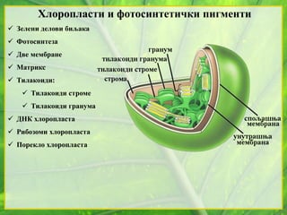 4. Hloroplasti i fotosinteticki pigmenti | PPTX