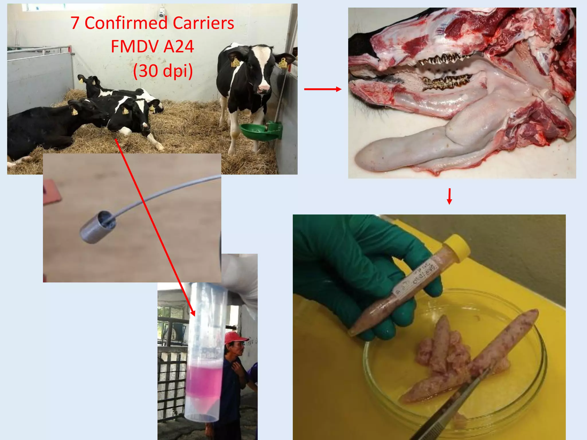 Transmission of foot-and-mouth disease from persistently infected ...