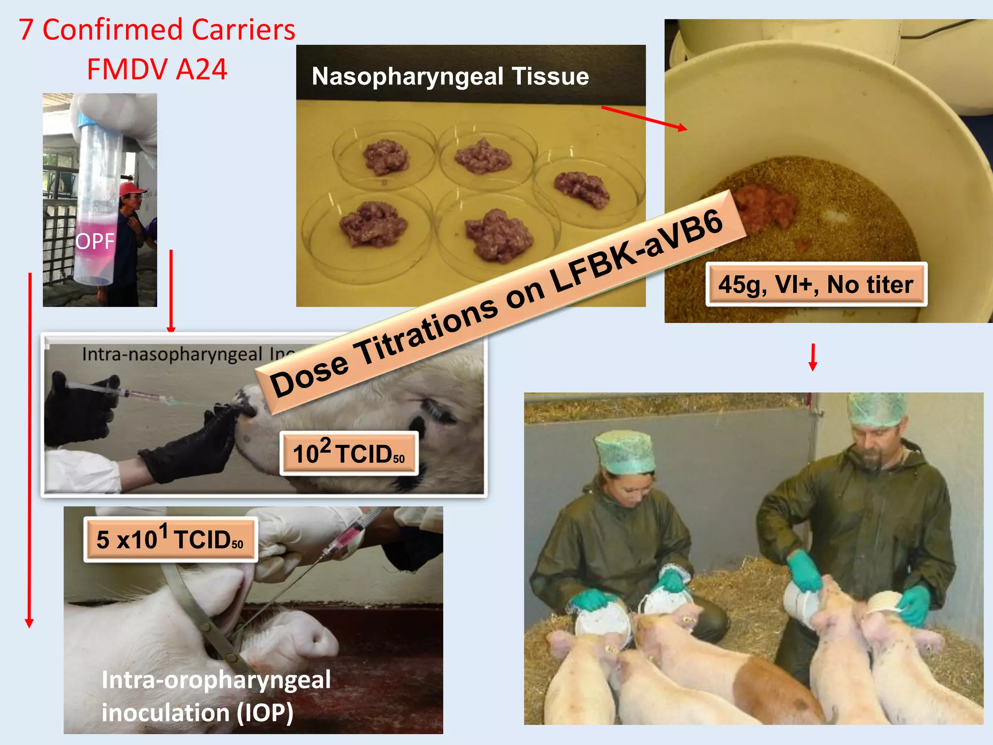 Transmission of foot-and-mouth disease from persistently infected ...