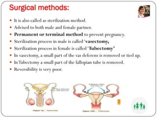 human reproduction in males | PDF | Birth Control | Reproductive Health