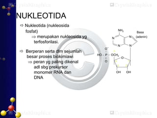 4. nukleotida | PPT
