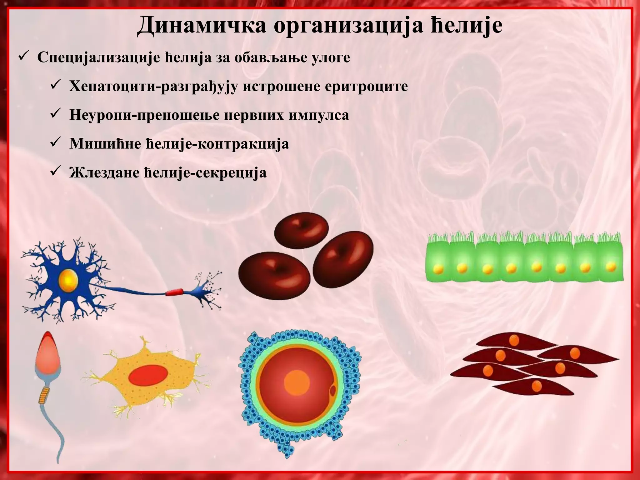 4. Dinamicka organizacija celije | PPT