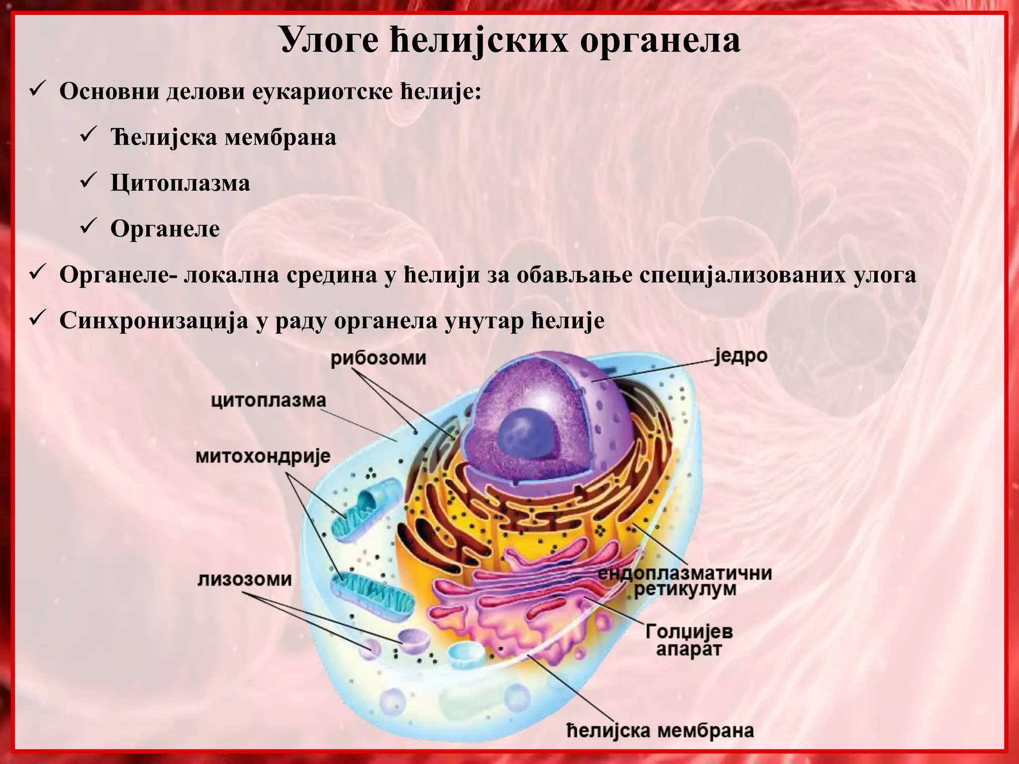 4. Dinamicka organizacija celije | PPT