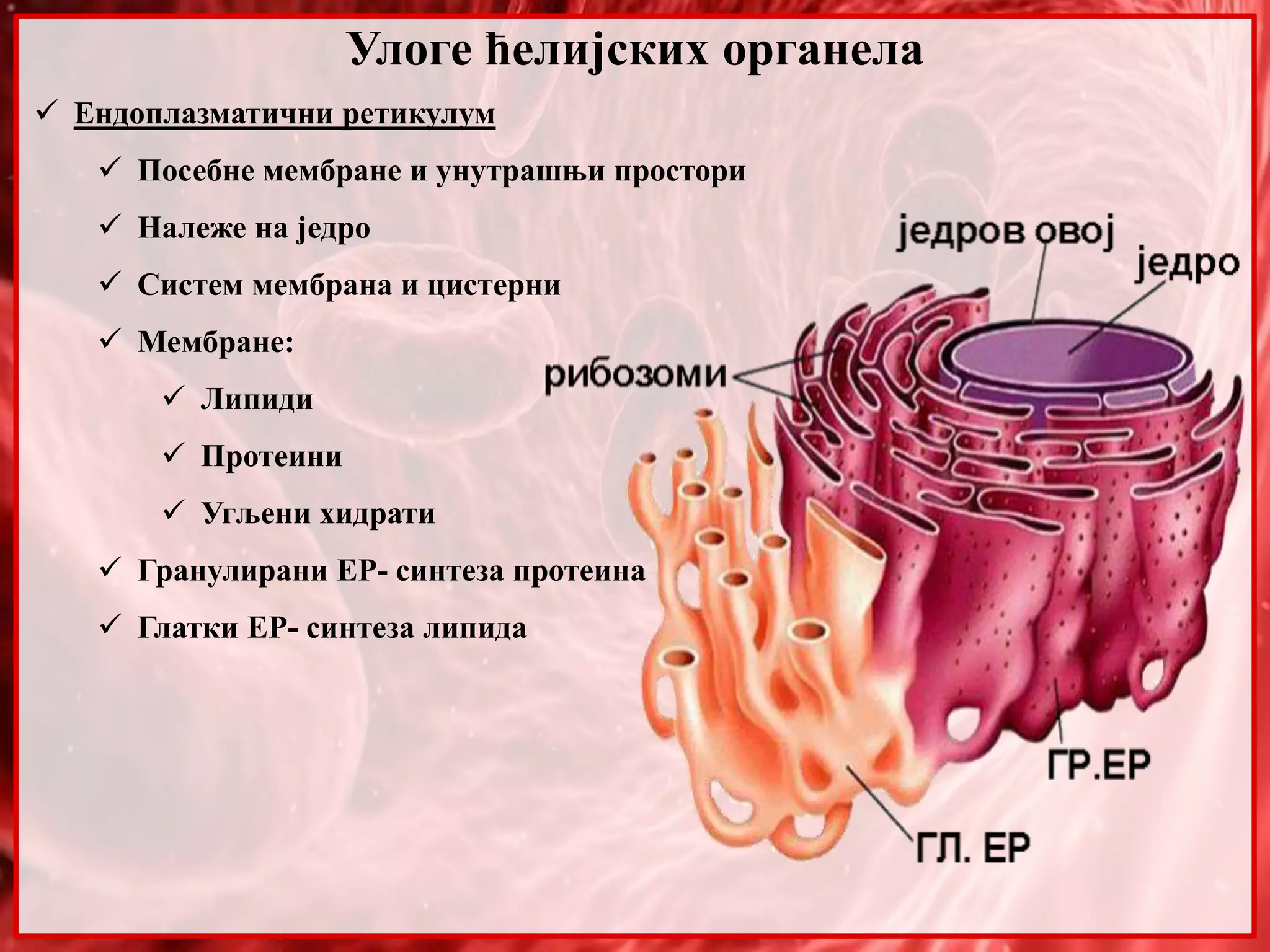 4. Dinamicka organizacija celije | PPT