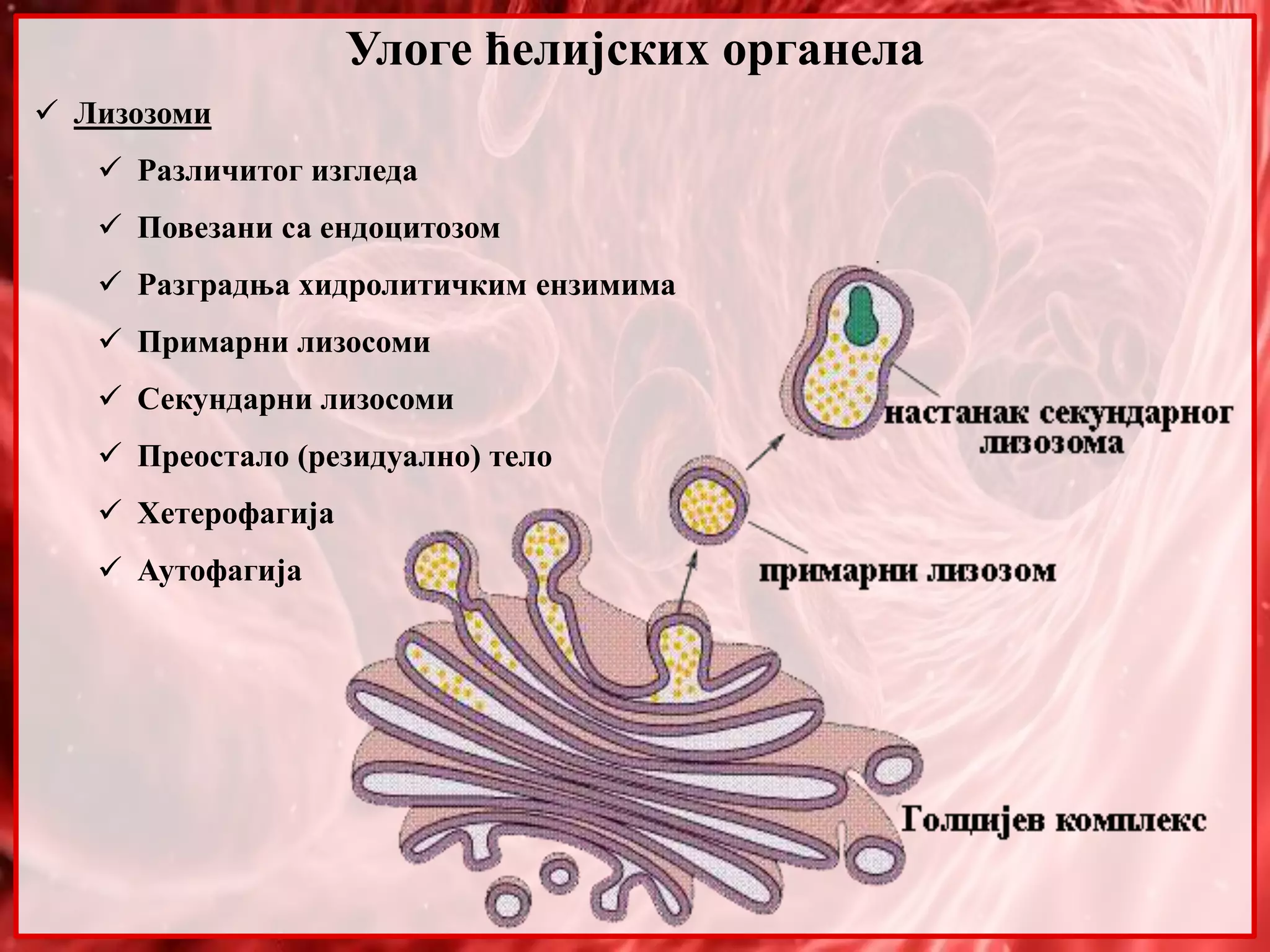 4. Dinamicka organizacija celije | PPT