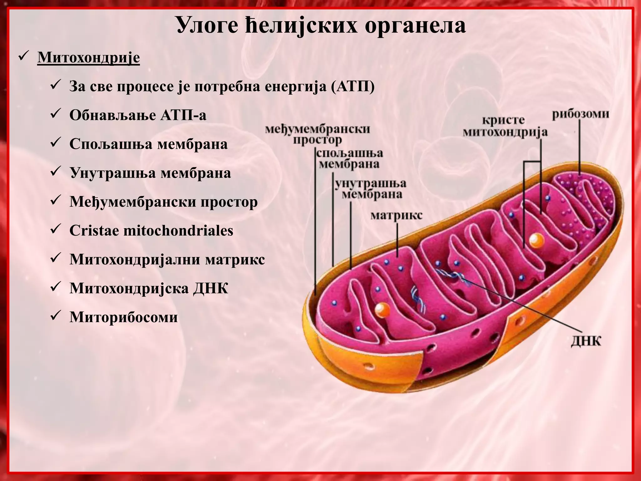 4. Dinamicka organizacija celije | PPT