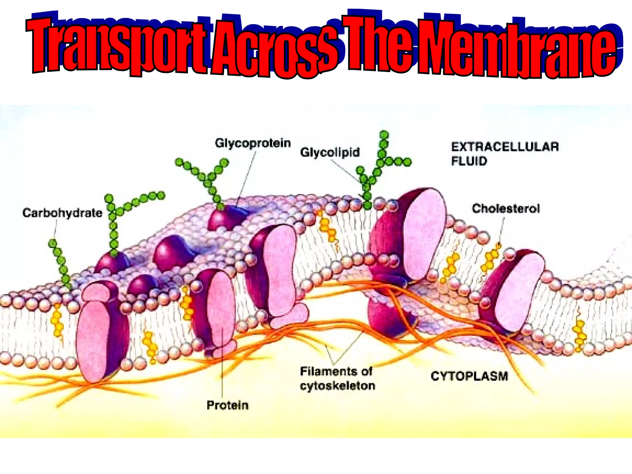 4. transport through cell membrane | PPT