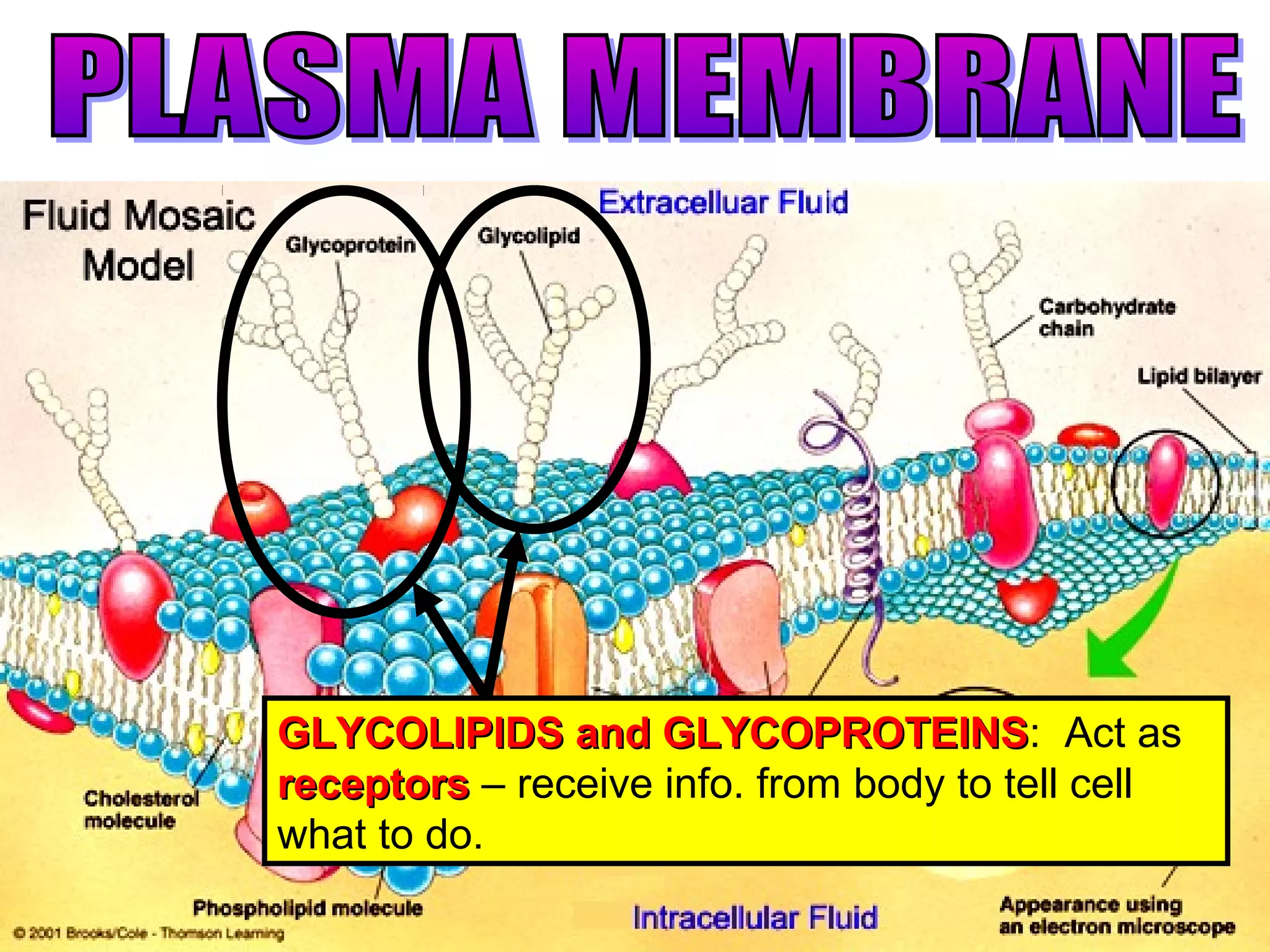 4. transport through cell membrane | PPT