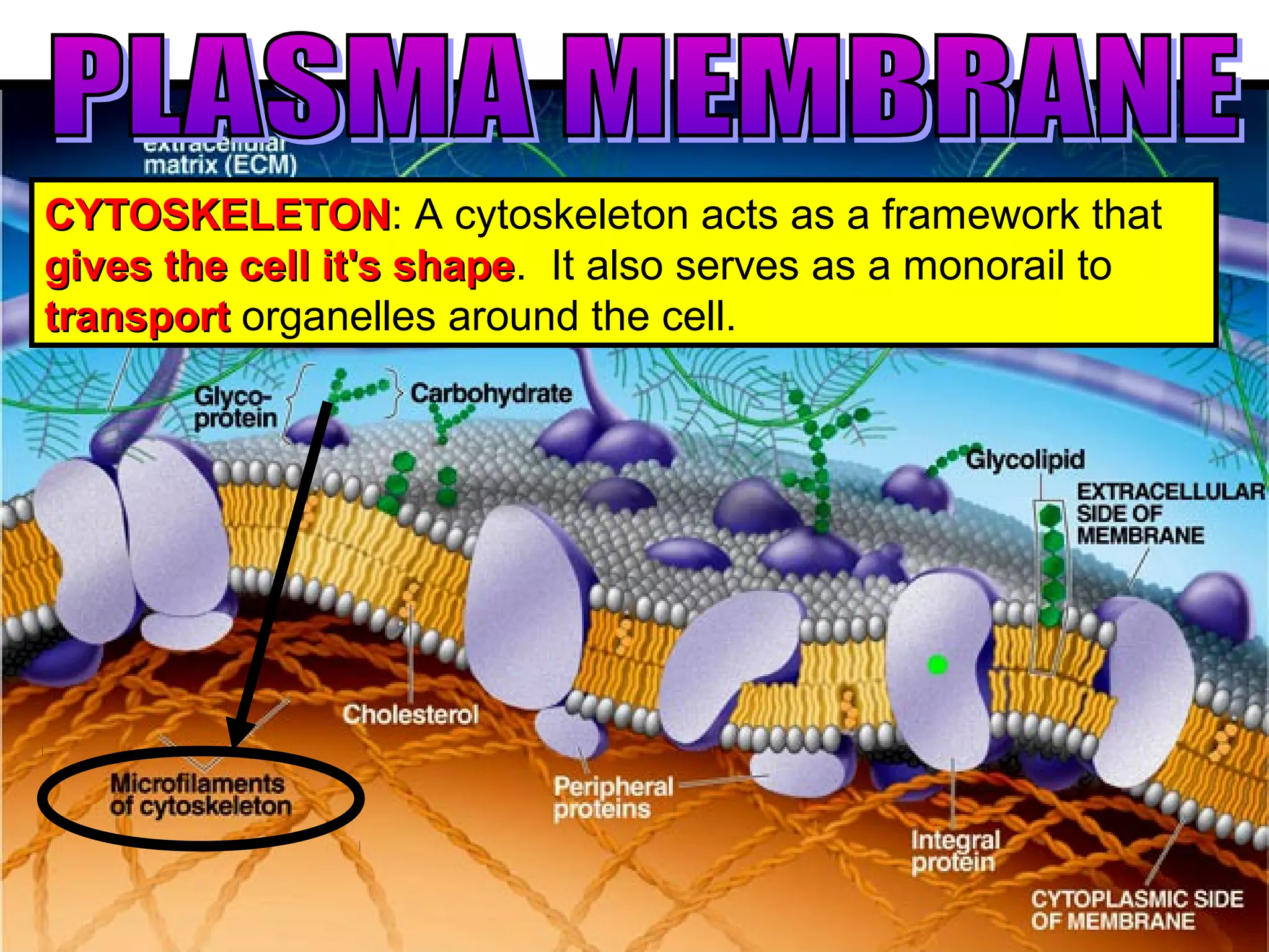 4. transport through cell membrane | PPT