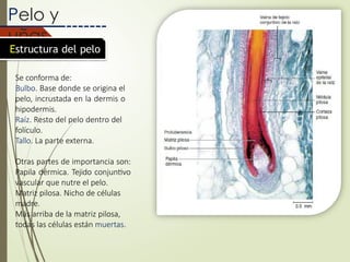 Sistema Tegumentario y sus anexos y componentes | PPTX