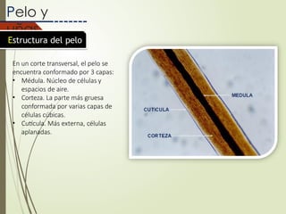 Sistema Tegumentario y sus anexos y componentes | PPTX