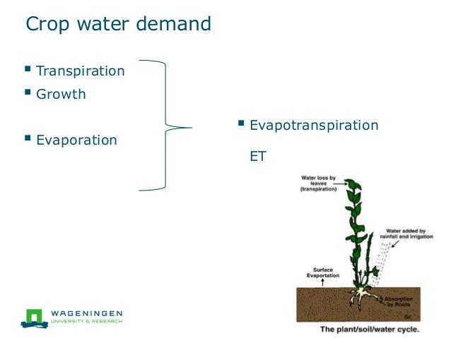 Fertigation management in Dutch soil-grown greenhouse crops