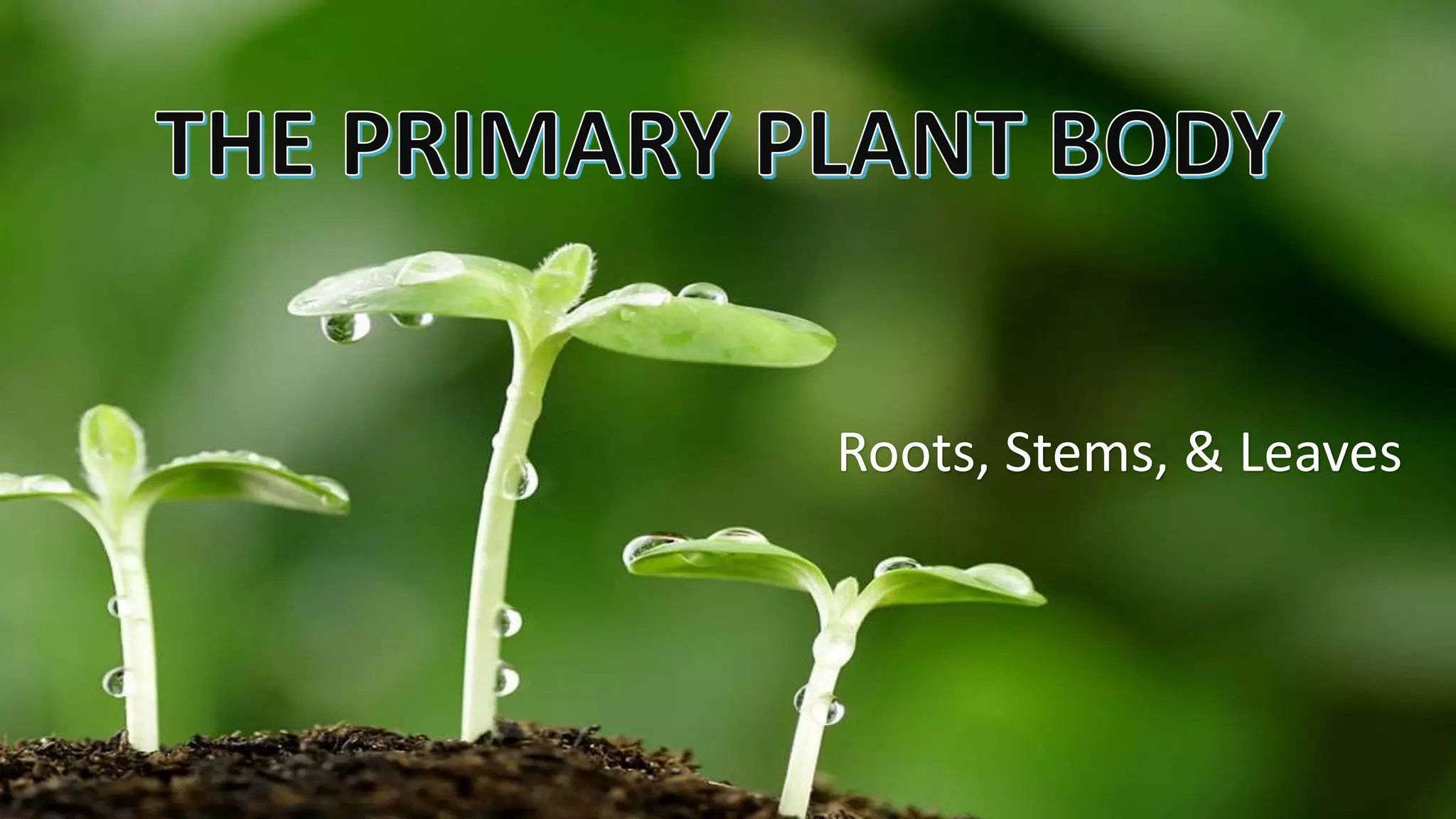 Primary Plant Body (Root, Stem and Leaves) | PPTX