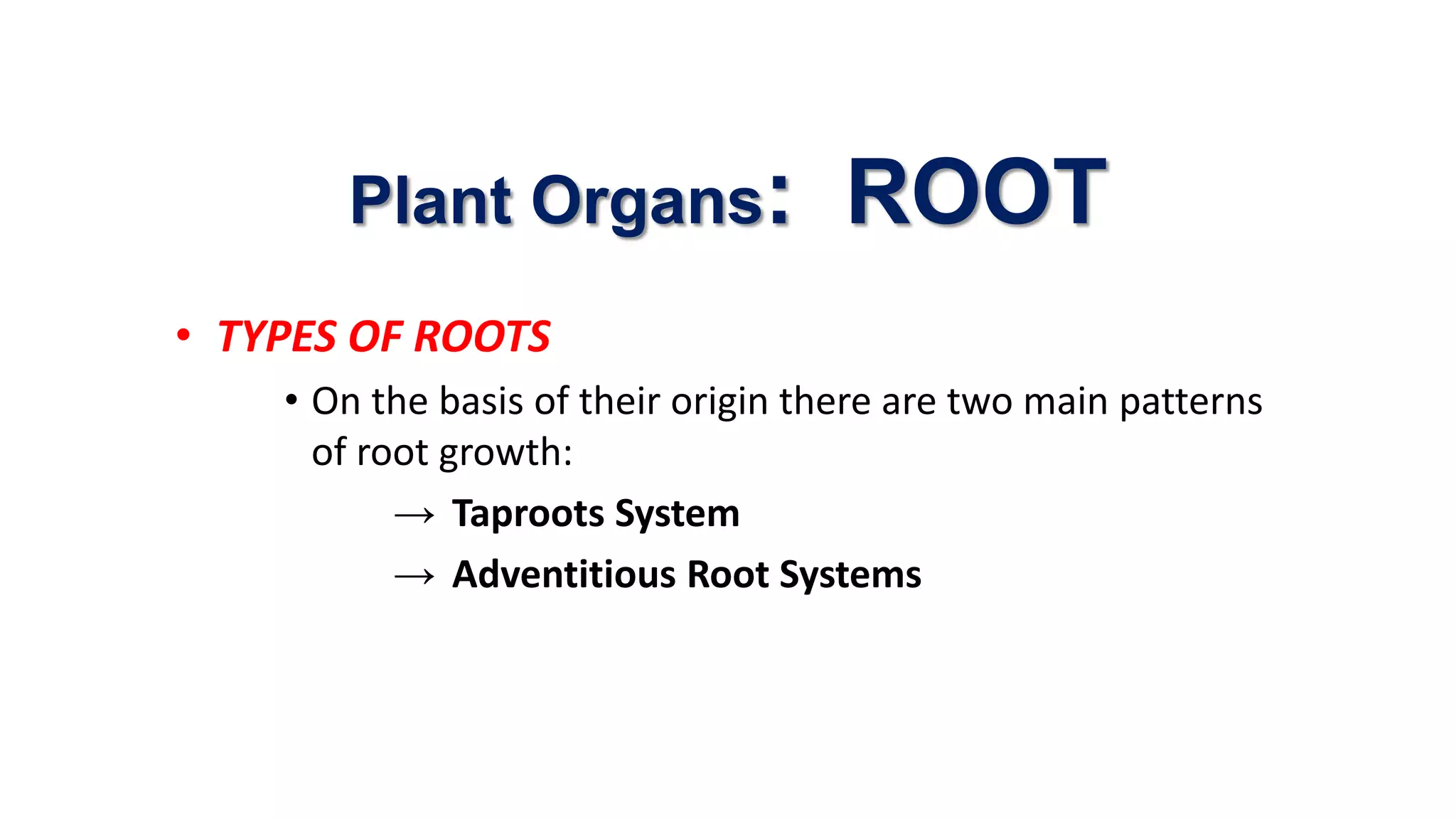 Primary Plant Body (Root, Stem and Leaves) | PPTX