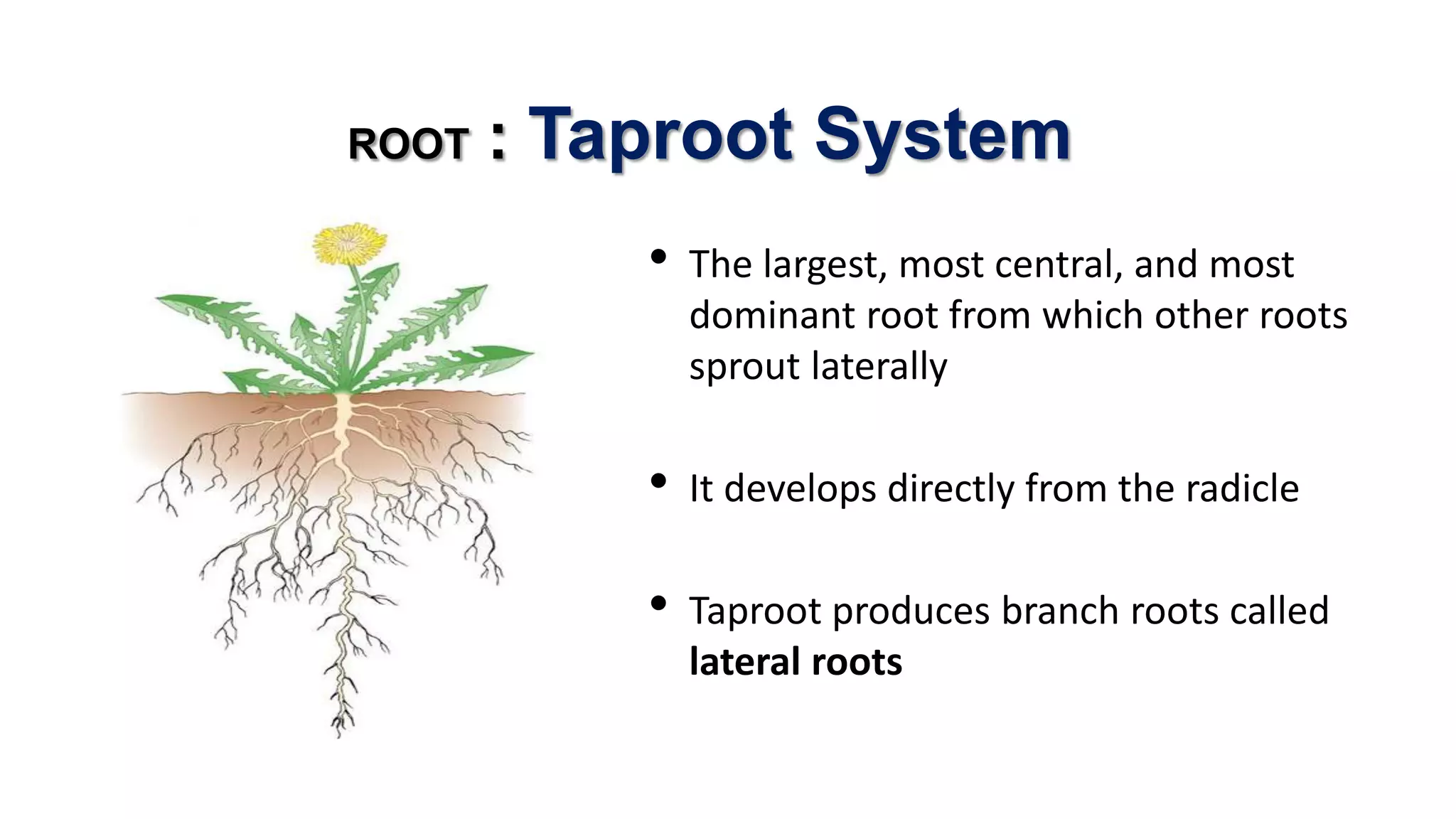 Primary Plant Body (Root, Stem and Leaves) | PPTX