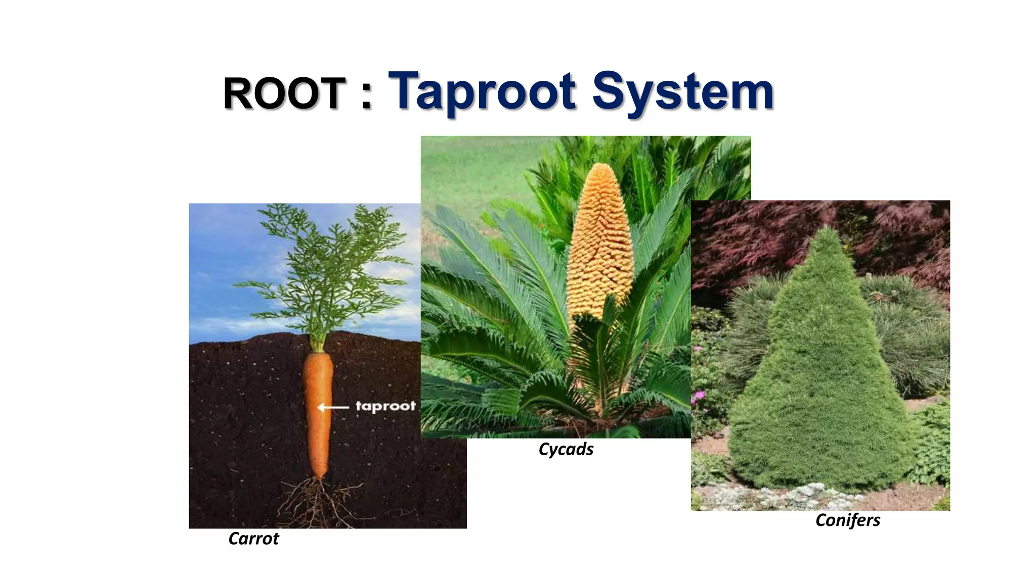 Primary Plant Body (Root, Stem and Leaves) | PPTX