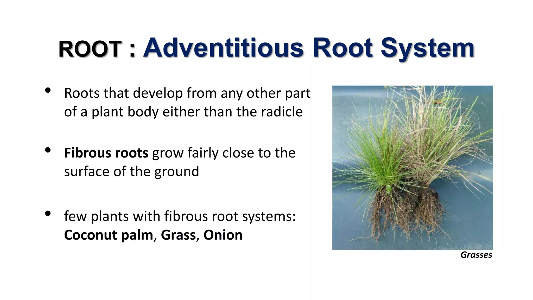 Primary Plant Body (Root, Stem and Leaves) | PPTX