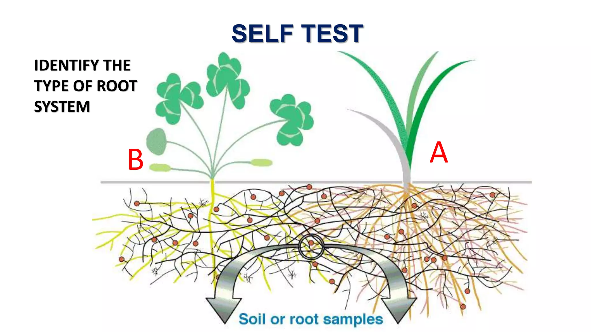 Primary Plant Body (Root, Stem and Leaves) | PPTX