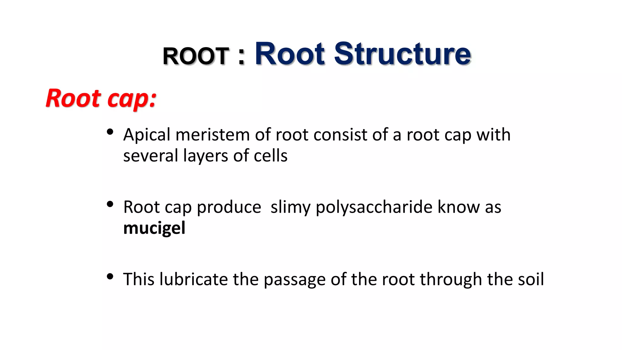 Primary Plant Body (Root, Stem and Leaves) | PPTX