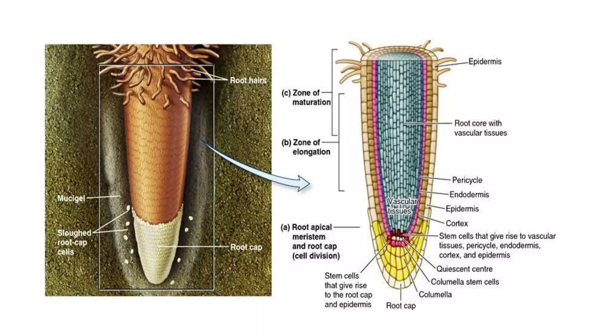 Primary Plant Body (Root, Stem and Leaves) | PPTX