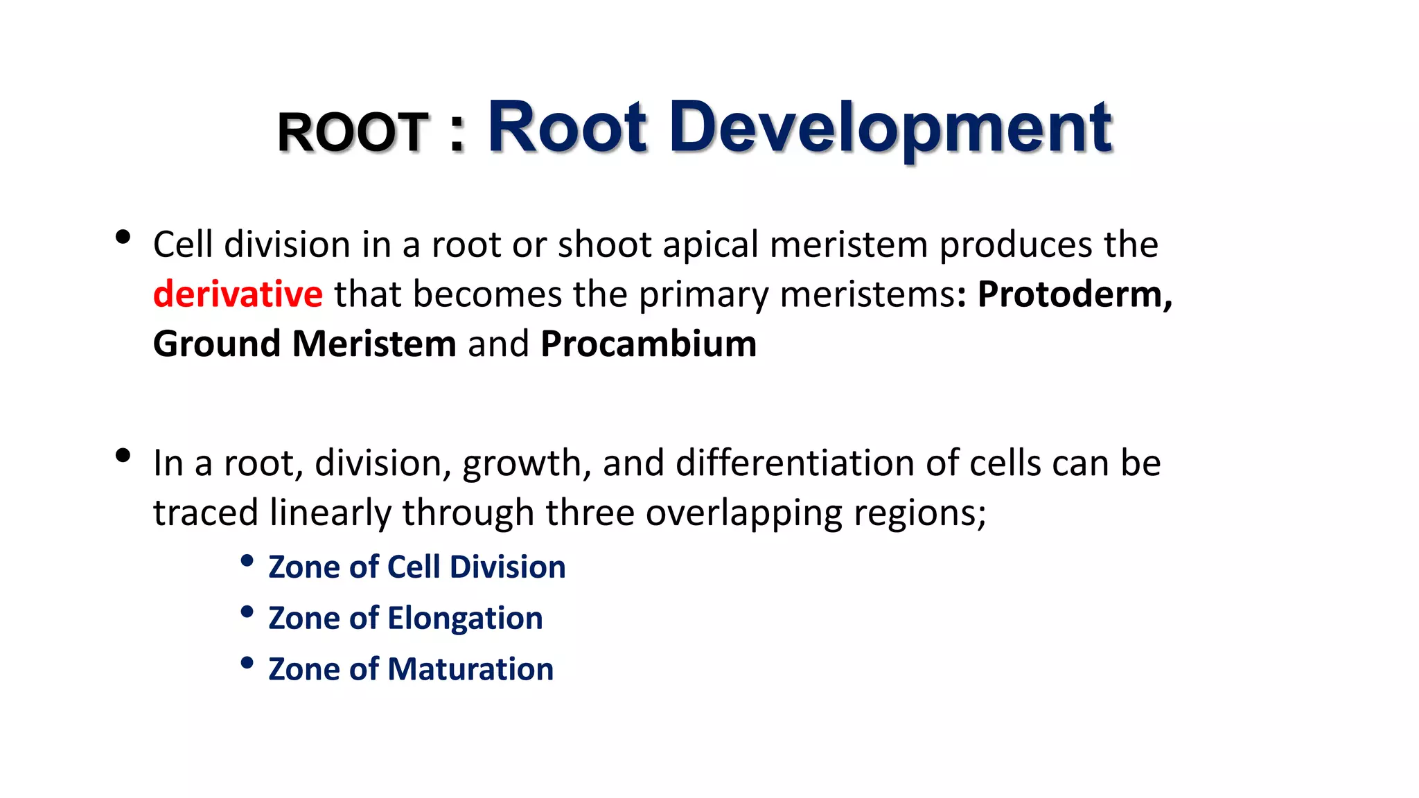 Primary Plant Body (Root, Stem and Leaves) | PPTX
