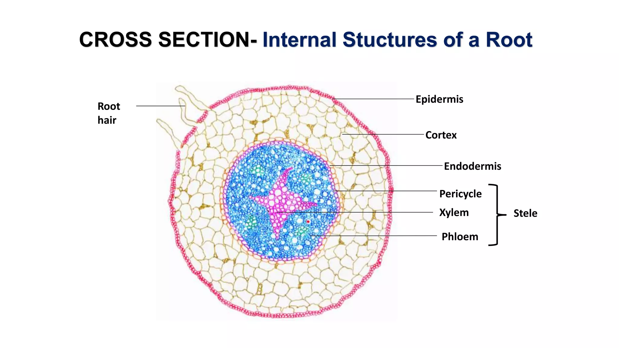 Primary Plant Body (Root, Stem and Leaves) | PPTX