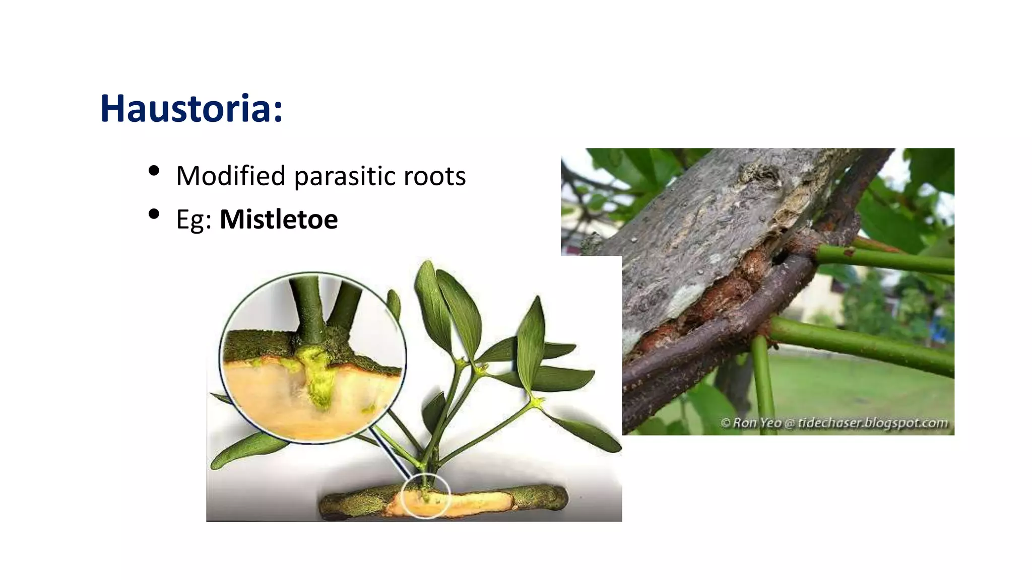 Primary Plant Body (Root, Stem and Leaves) | PPTX
