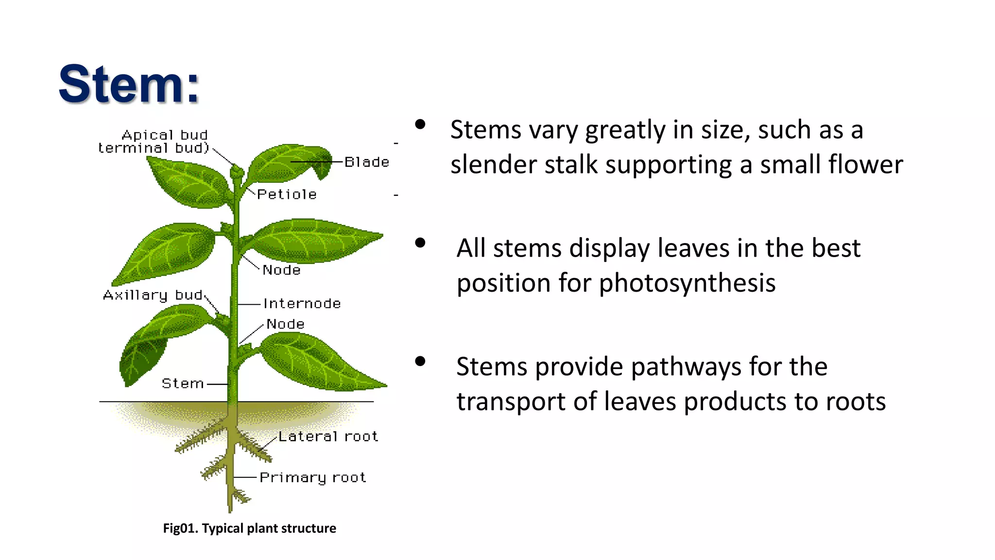 Primary Plant Body (Root, Stem and Leaves) | PPTX