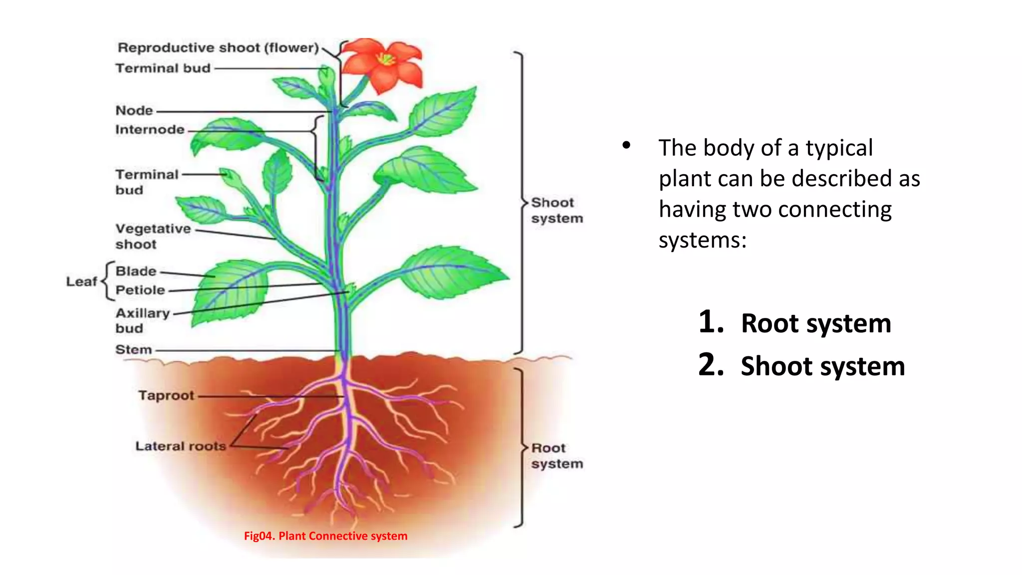 Primary Plant Body (Root, Stem and Leaves) | PPTX