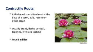 Primary Plant Body (Root, Stem and Leaves) | PPTX