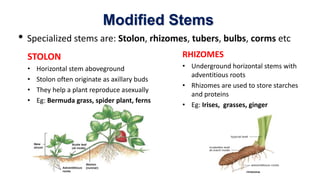 Primary Plant Body (Root, Stem and Leaves) | PPTX