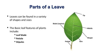 Primary Plant Body (Root, Stem and Leaves) | PPTX