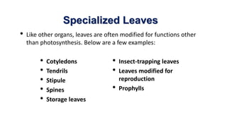 Primary Plant Body (Root, Stem and Leaves) | PPTX
