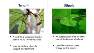 Primary Plant Body (Root, Stem and Leaves) | PPTX