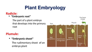 Primary Plant Body (Root, Stem and Leaves) | PPT