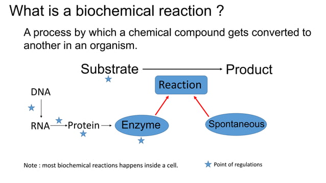 Metabolic Pathway Mapping Against Kegg Reactome Hmdb And Cpdb Pptx Databases Computer