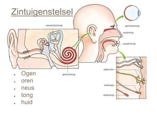 4.1 reageren op je omgeving ppt | PPT