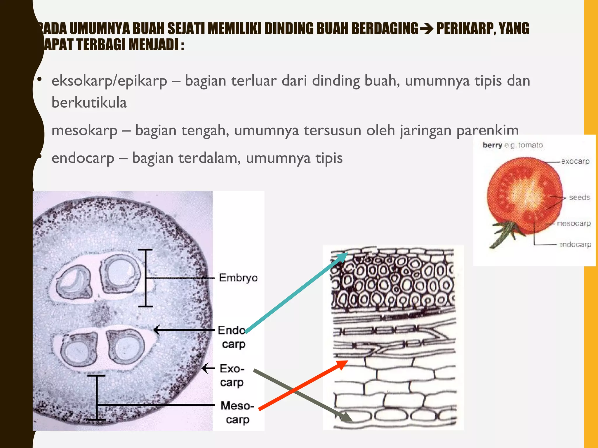 Anatomi bunga,buah, biji | PPT