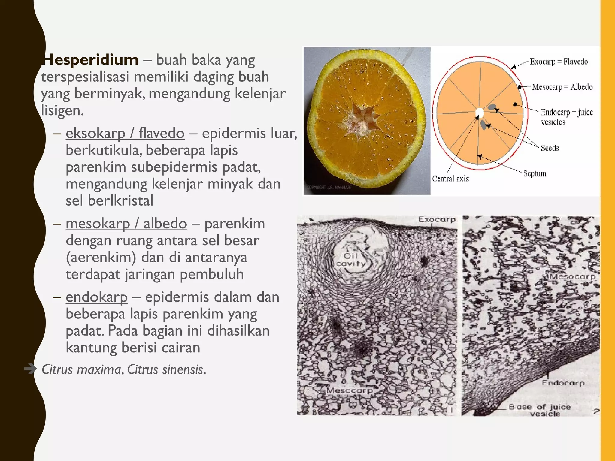 Anatomi bunga,buah, biji | PPT