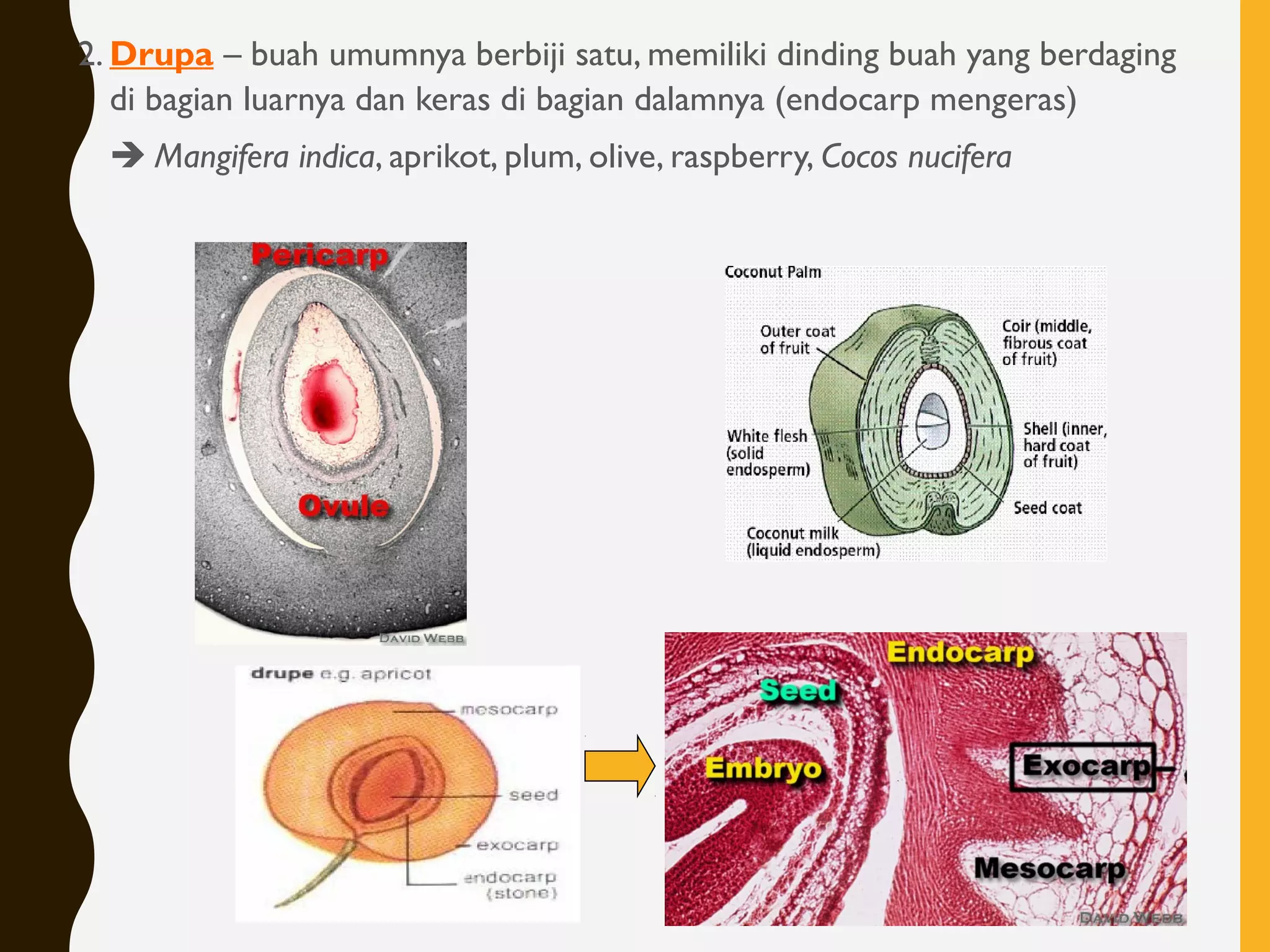 Anatomi bunga,buah, biji | PPT