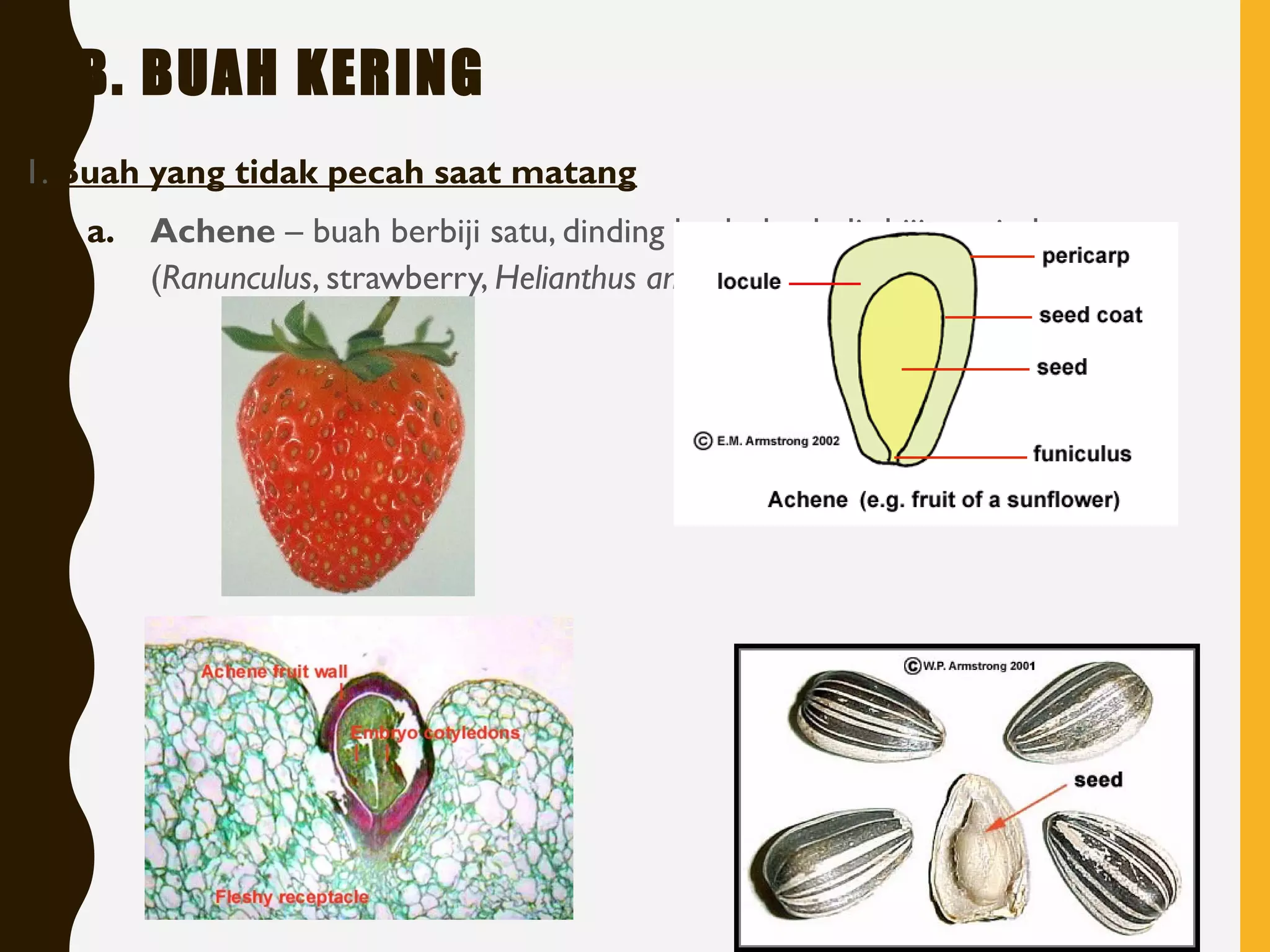 Anatomi bunga,buah, biji | PPT