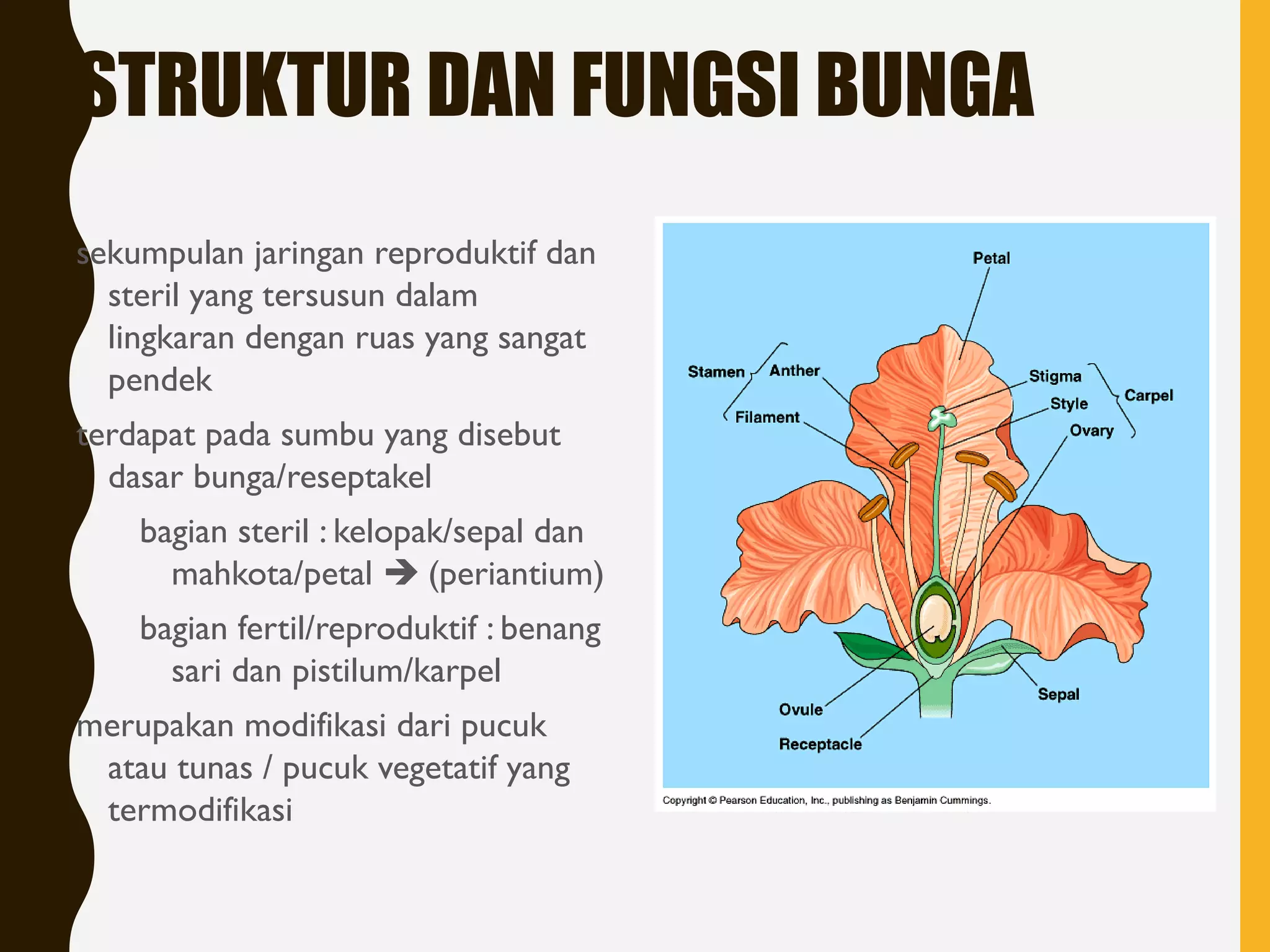 Anatomi bunga,buah, biji | PPT