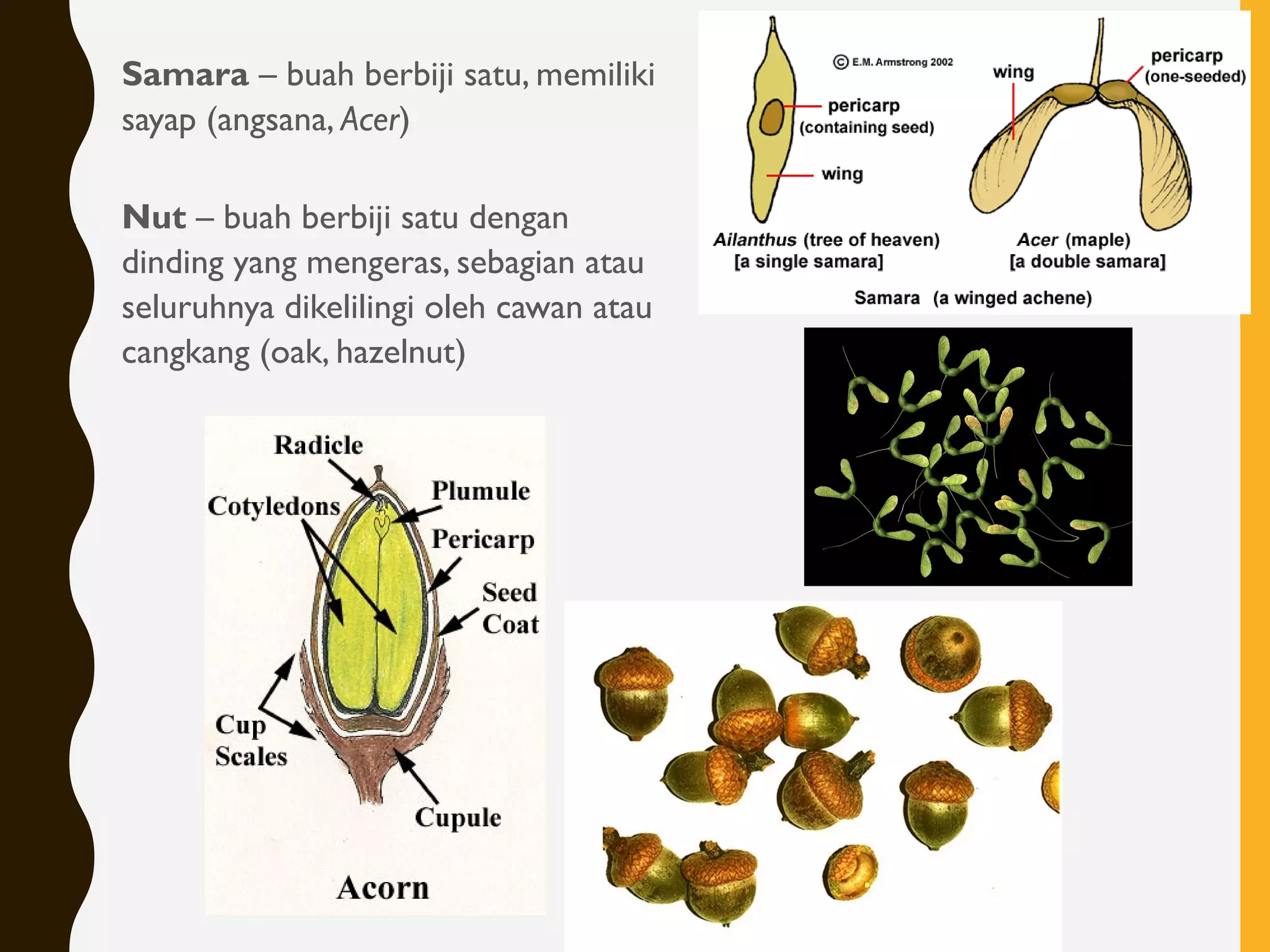 Anatomi bunga,buah, biji | PPT