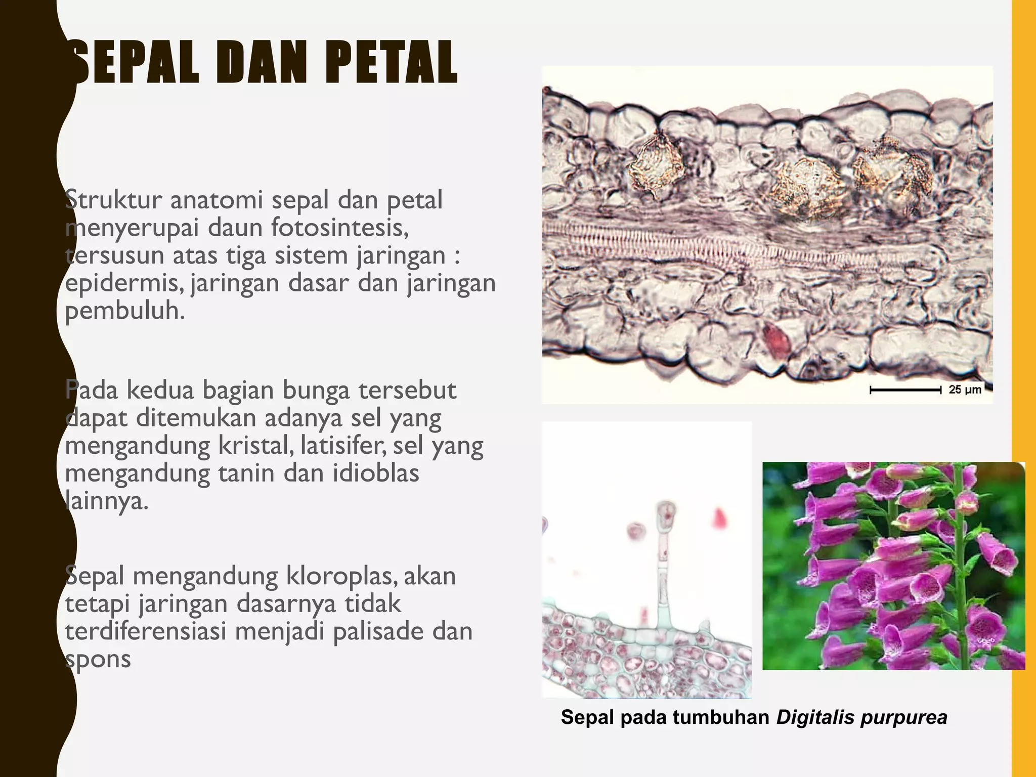 Anatomi bunga,buah, biji | PPT