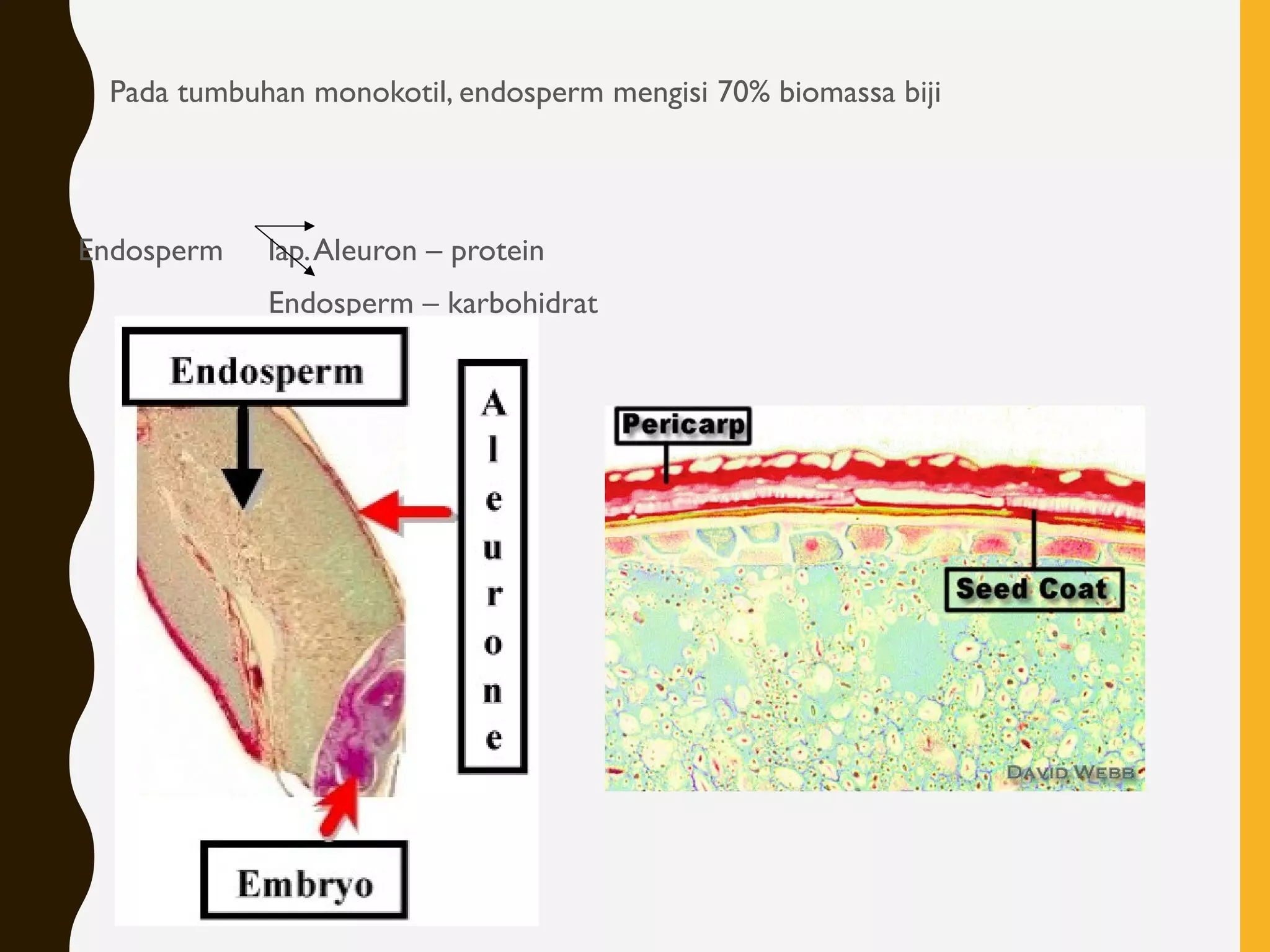 Anatomi bunga,buah, biji | PPT