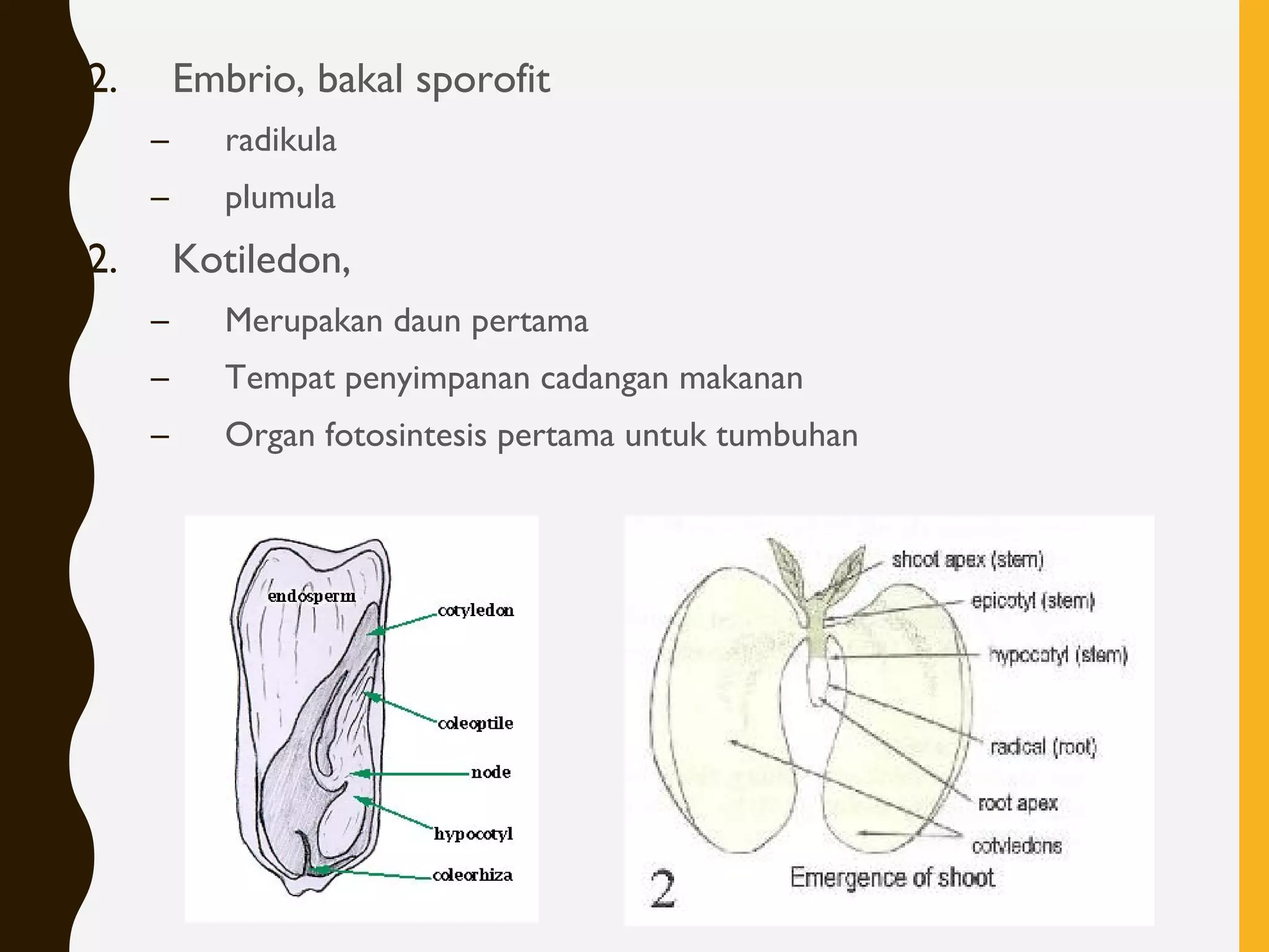 Anatomi bunga,buah, biji | PPT